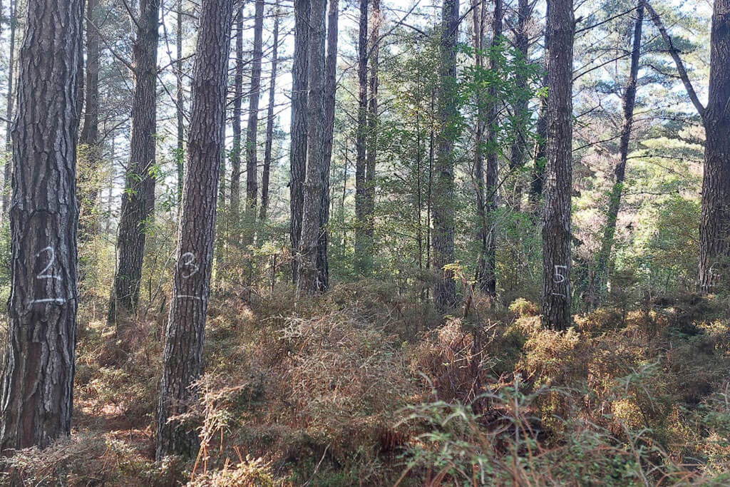 Collaborative efforts and resource-sharing to propel forestry research ... Collaborative efforts and resource-sharing to propel forestry research ...