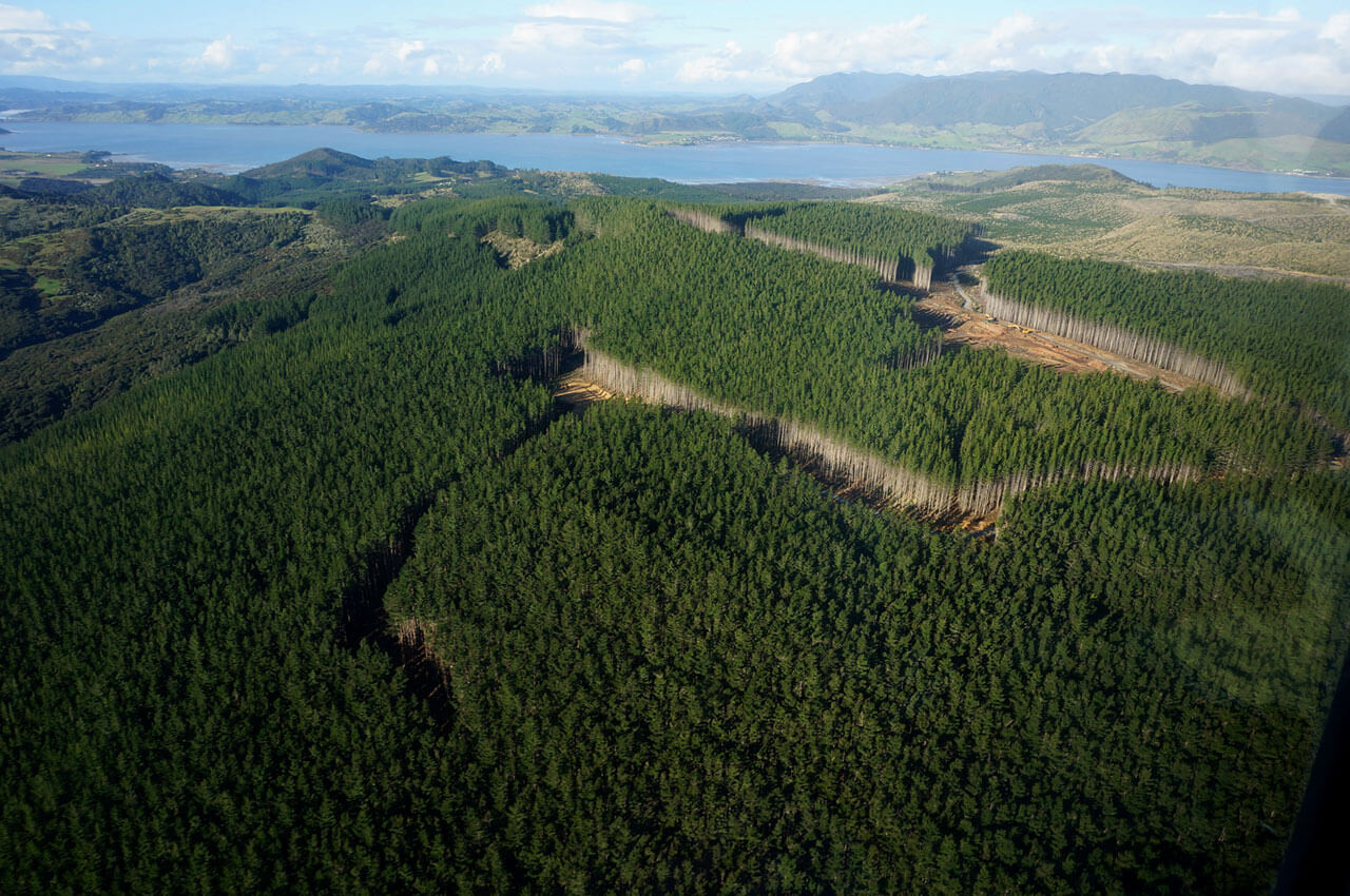 Summit further invests in NZ | Summit Forests