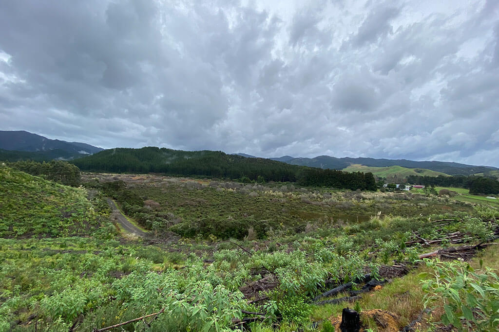 Waingaro Wetland, Coromandel | Summit Forests