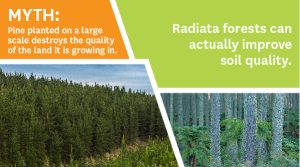 Debunking myths about planted forests | Summit Forests